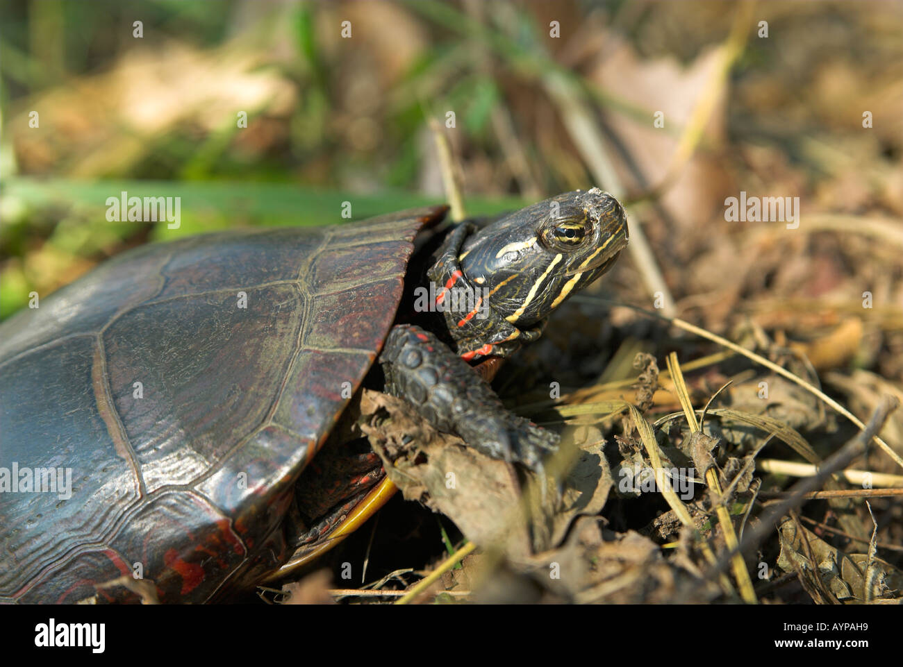 Turtles of virginia hi-res stock photography and images - Alamy