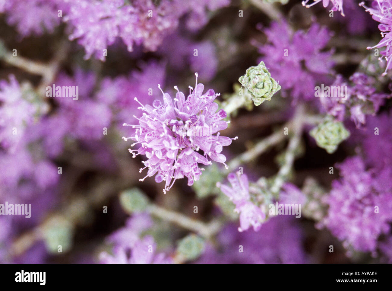 Thymus coridothymus capitatus hi-res stock photography and images - Alamy