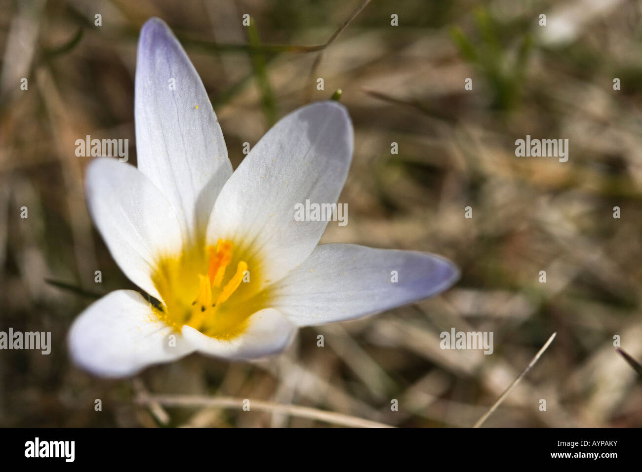White crocus in bloom in Spring flower flowers nature blurred blurry background garden petal ...