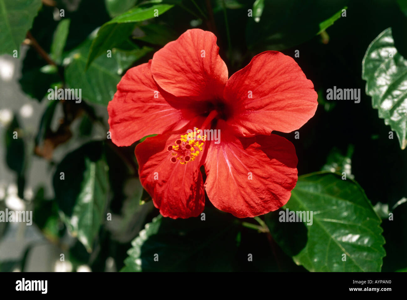 Hibiscus flower andalucia hi-res stock photography and images - Alamy