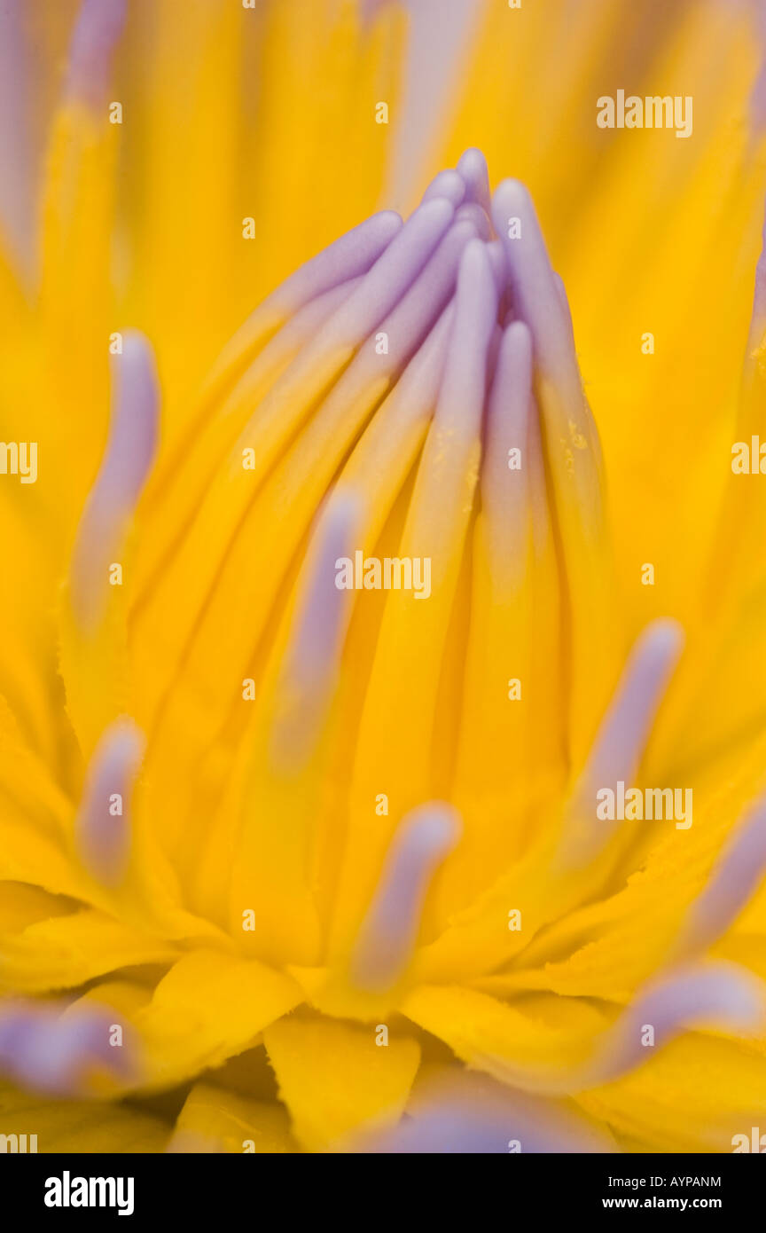 Australian native water lilly Nyphaea Blue Stock Photo - Alamy