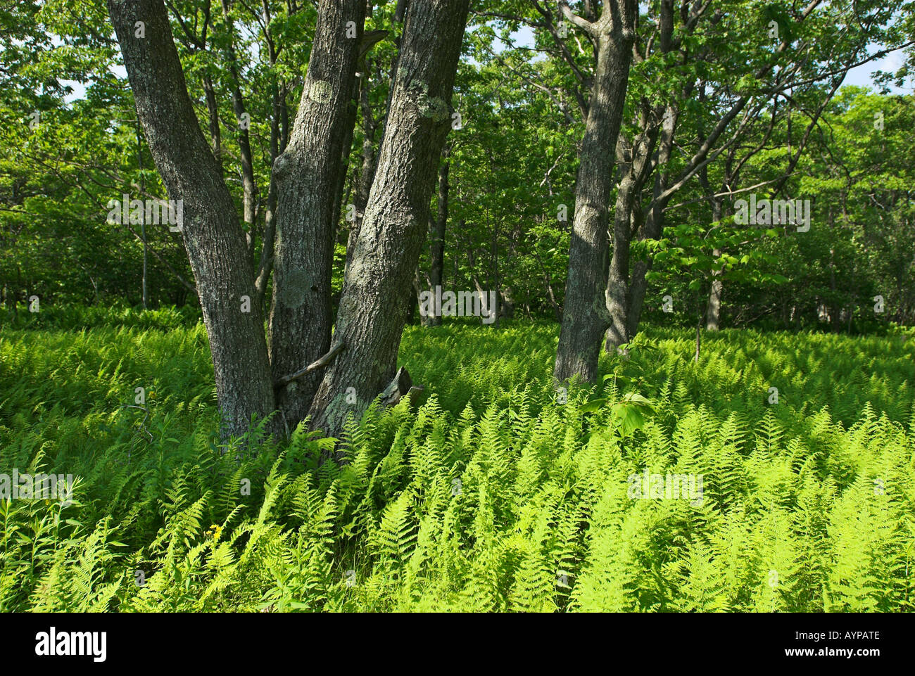 Dolly sods vegetation hi-res stock photography and images - Alamy