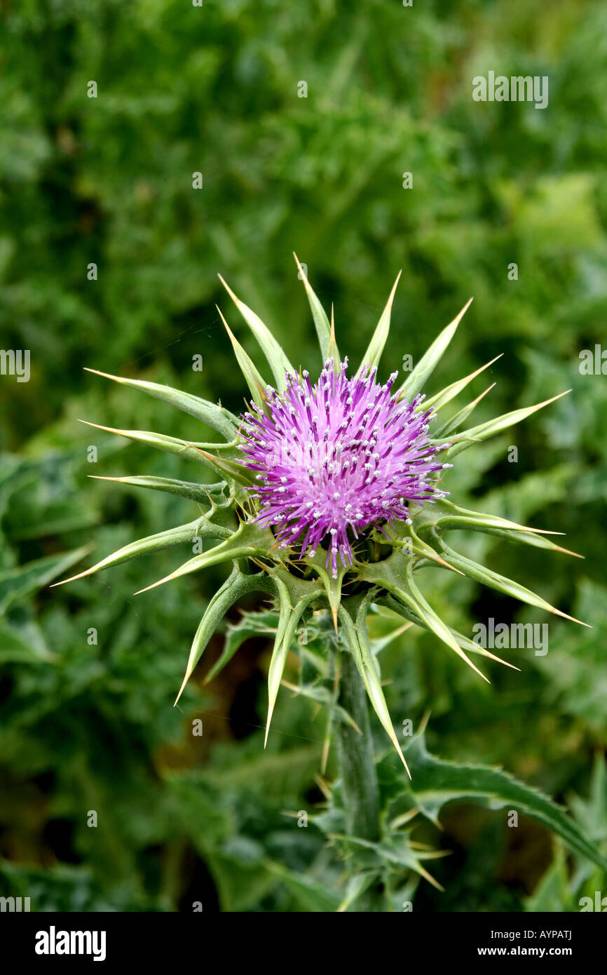 Cardoon Cynara field Stock Photo - Alamy
