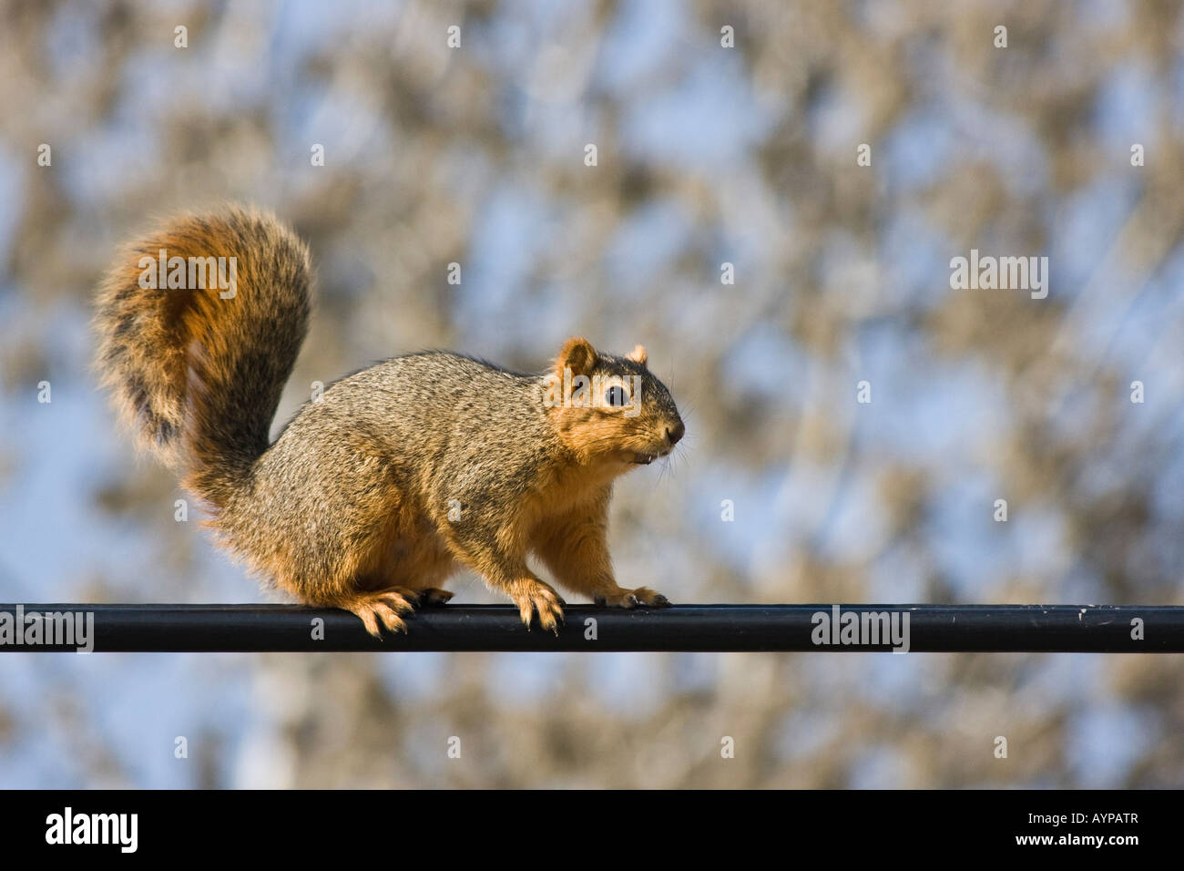 A squirrel walking on the telephone line in city USA close-up closeup ...