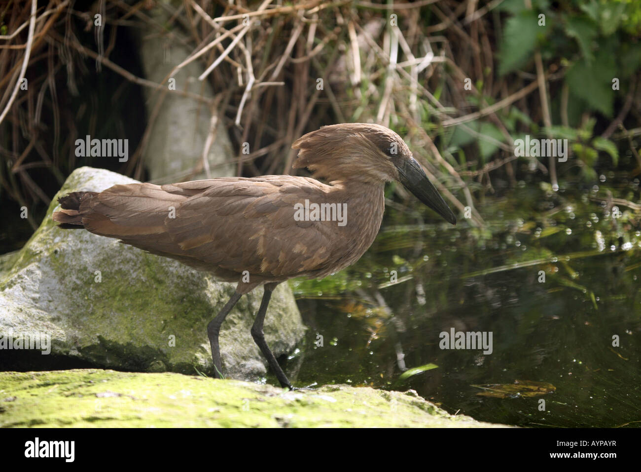 A Hamerkop bird, Scopus umbretta, adult bird seen from the side ...