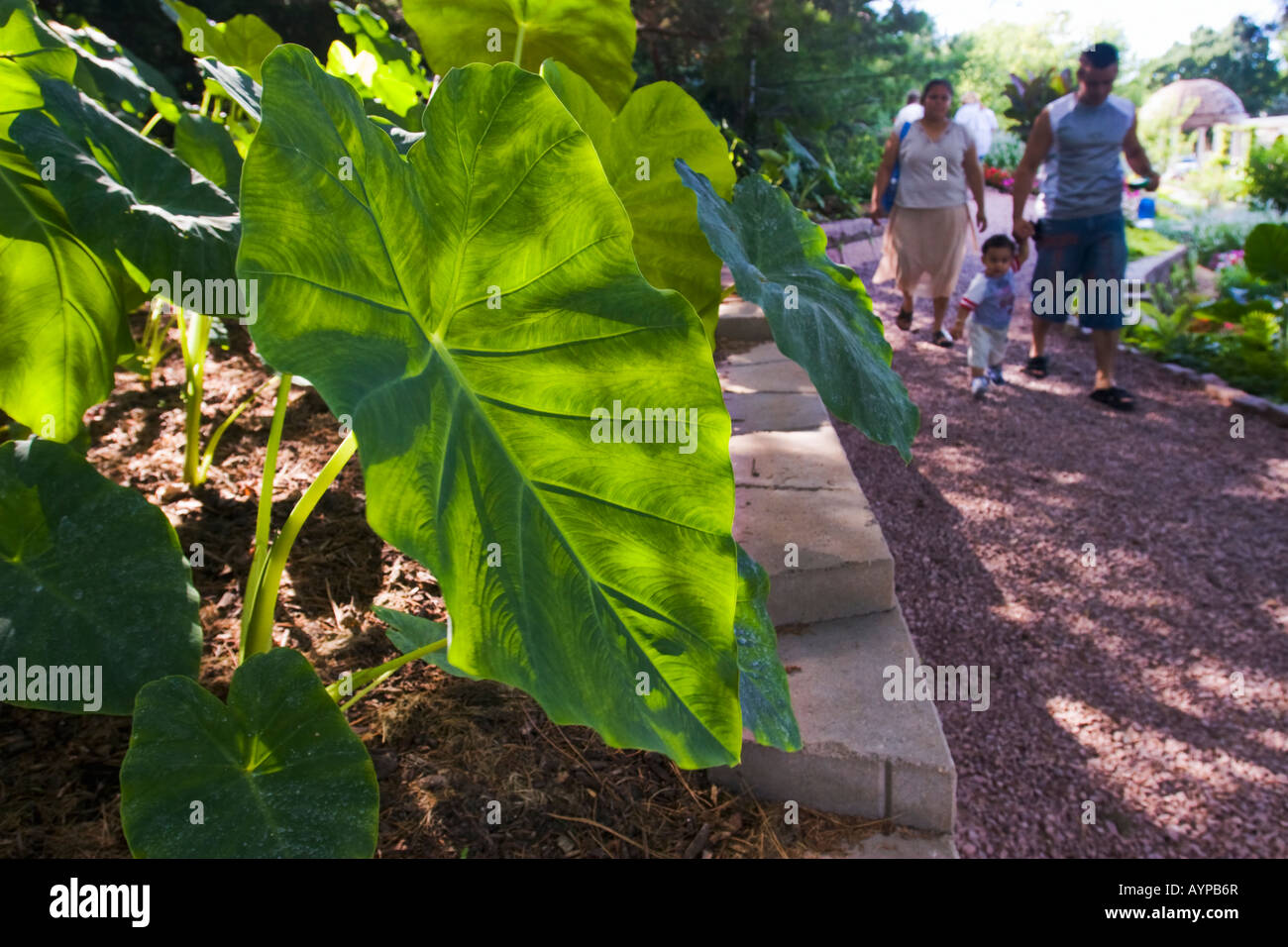 Elephant Ear Caladiums in Sunken Gardens' shade garden are backlit by ...