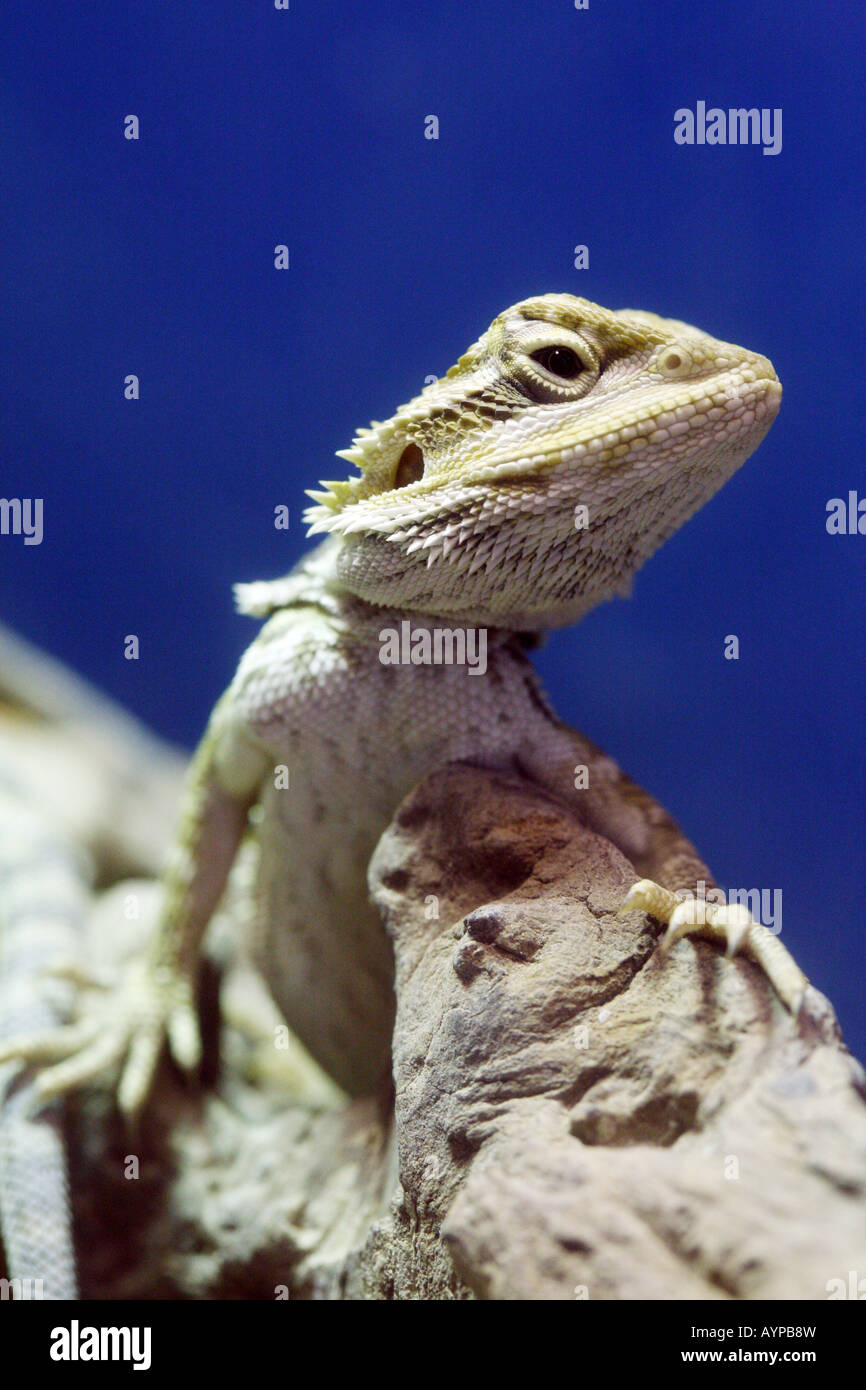 Bearded Dragon lizard, Genus Pogona Stock Photo - Alamy