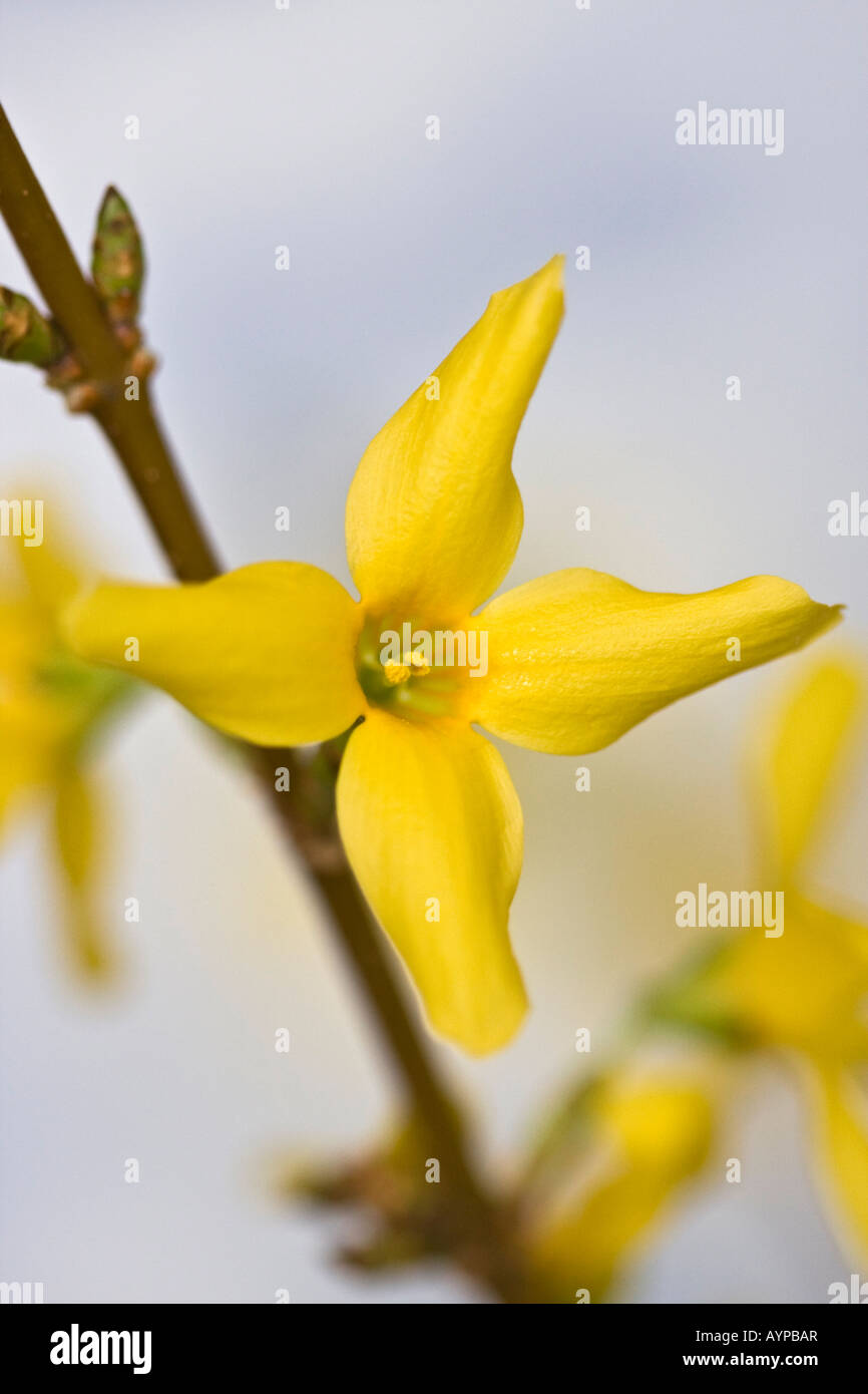 Closeup of yellow Forsythia hedge flowers floral from side nobody Spring season with blurred ...