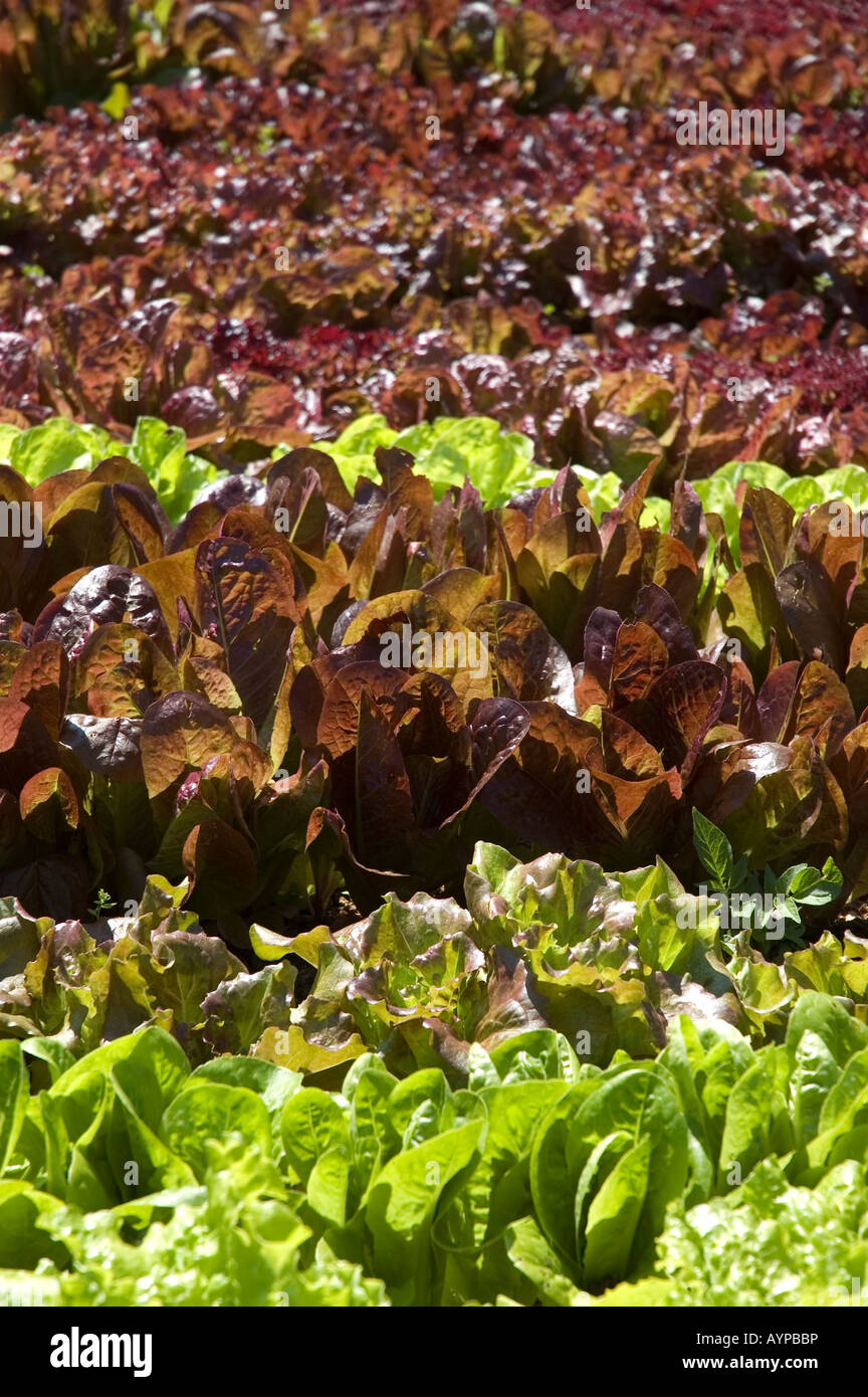 Various types of lettuce growing Stock Photo - Alamy