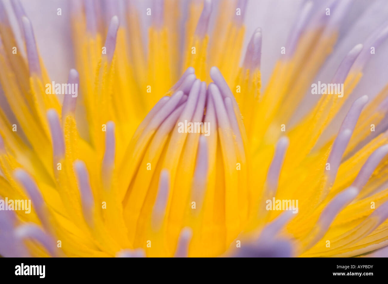 close up Australian native water lilly Nyphaea Blue Stock Photo - Alamy