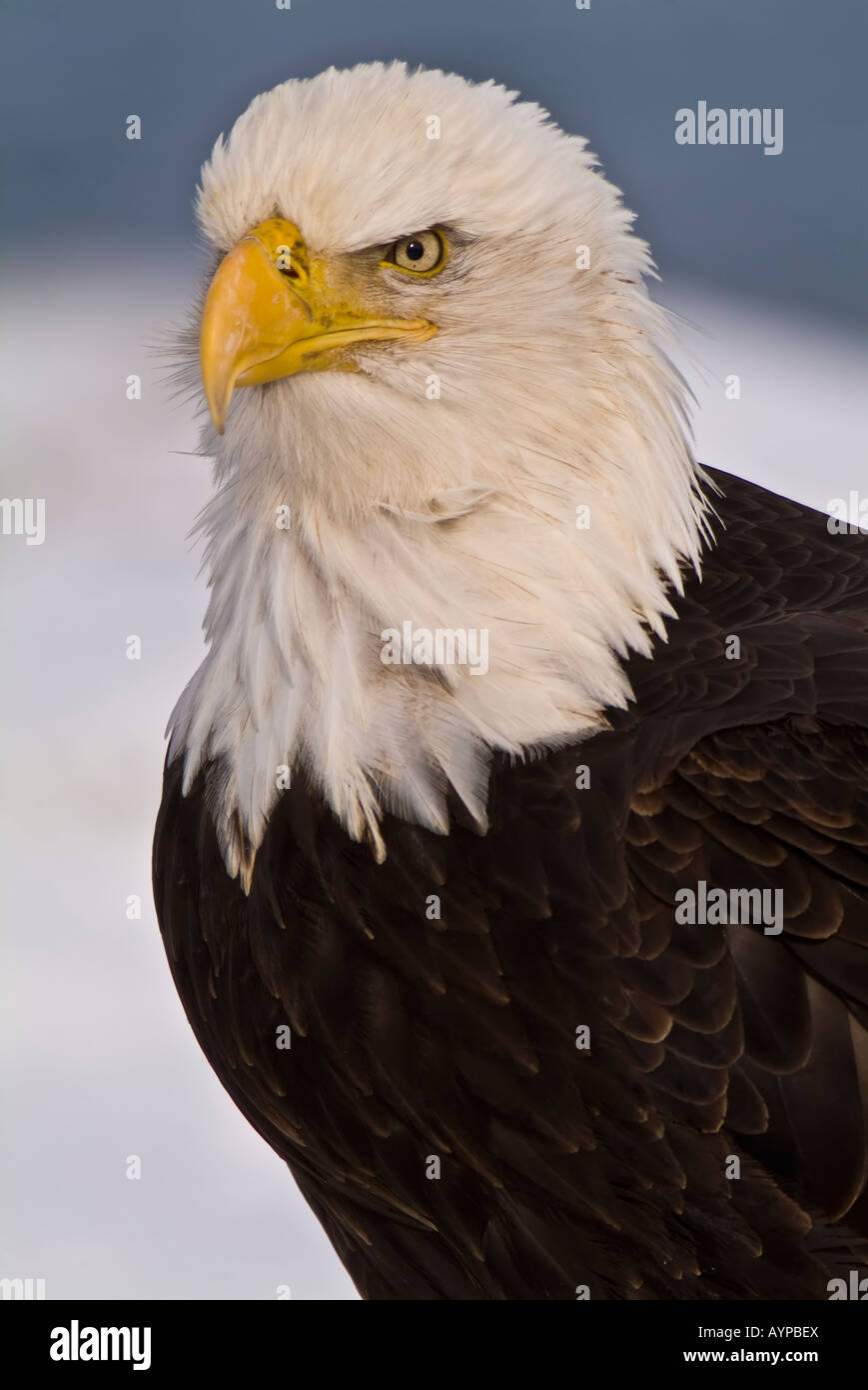 Bald eagle, Haliaeetus leucocephalus, Homer Spit, Homer, Alaska, USA ...