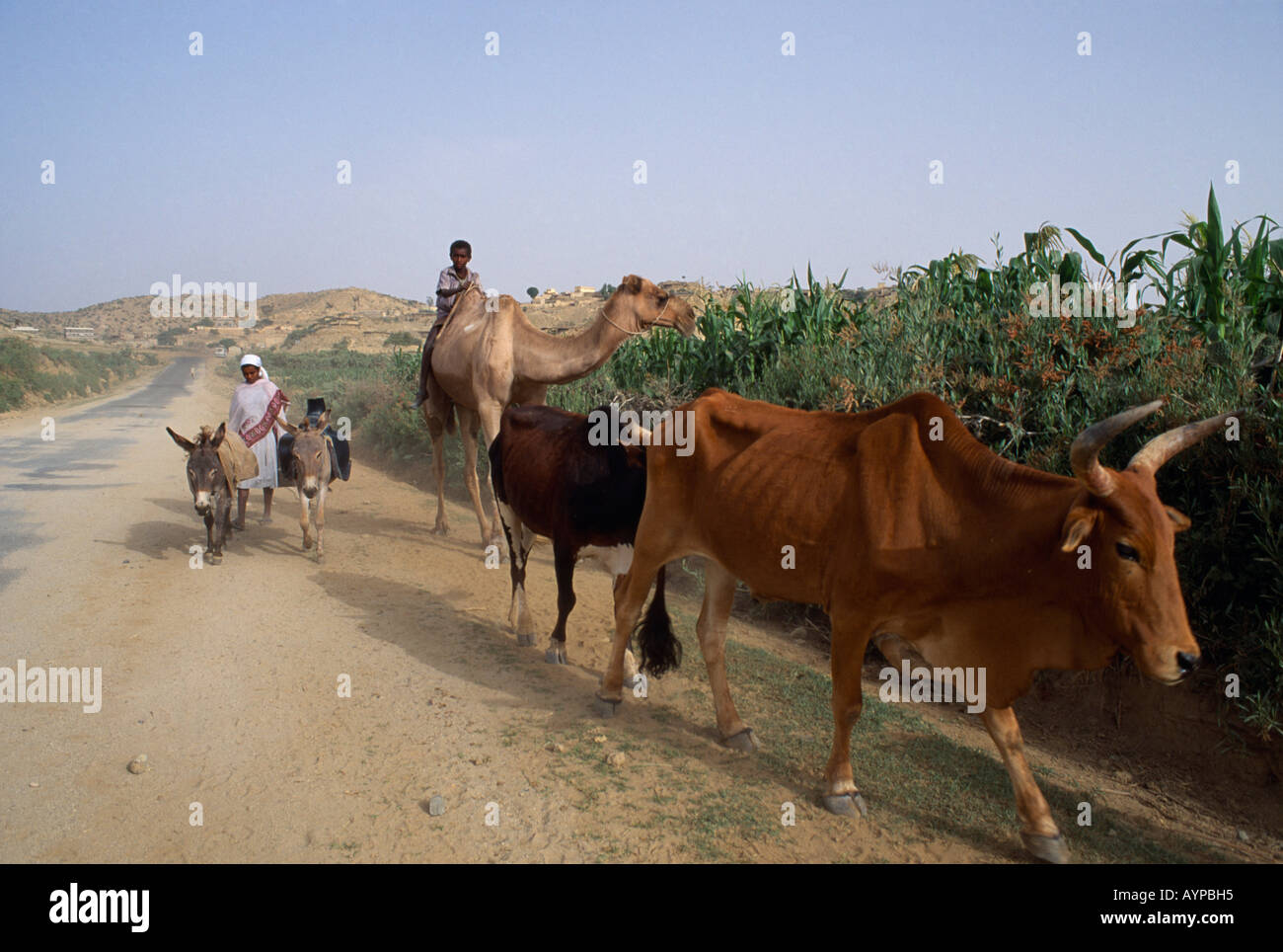 ERITREA Horn Of Africa Seraye Province Children on road with donkeys ...