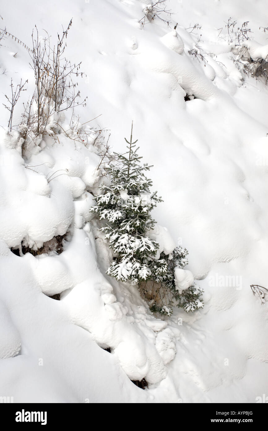 Fir on the mountain slope February 2008 Belokurikha resort Stock Photo ...