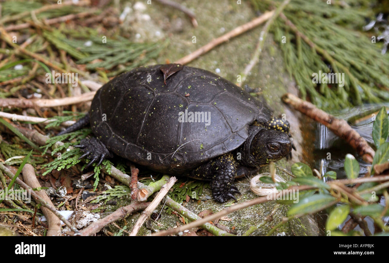 Terrapins pet hi-res stock photography and images - Alamy