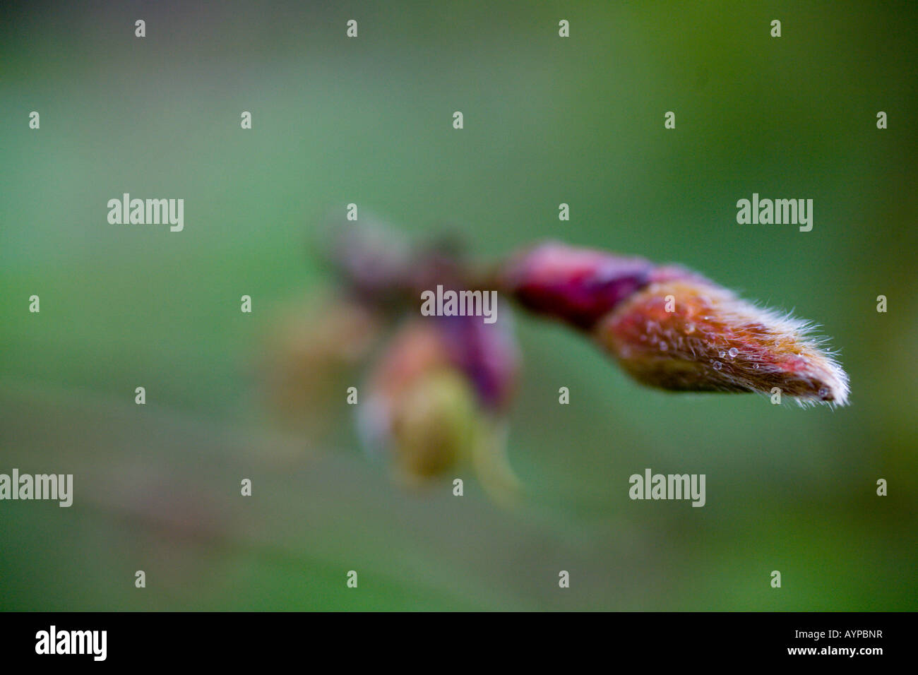 "PLANE" Platanus "Augustine Henry" PLATANACEAE Stock Photo - Alamy