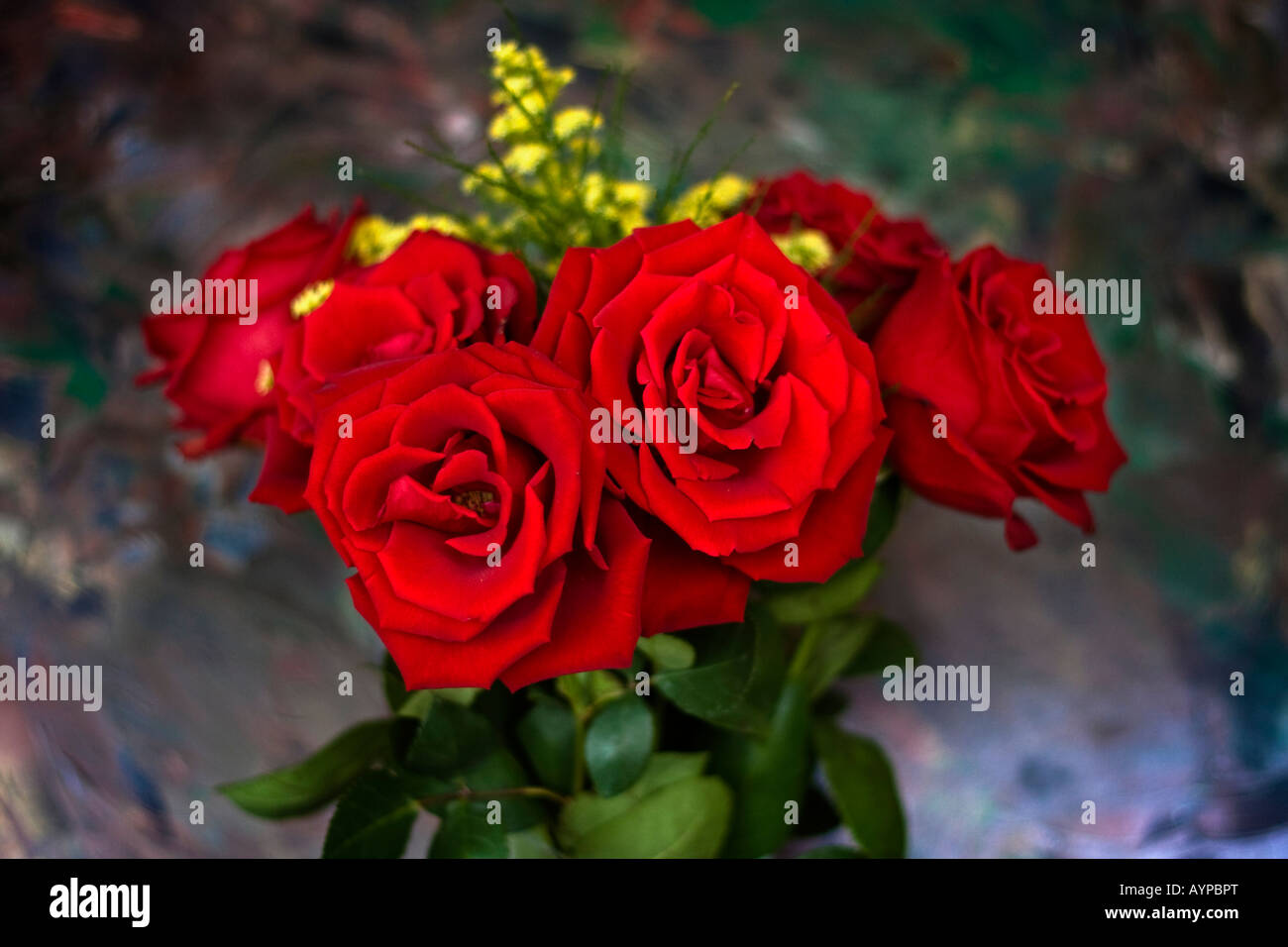 A flower rose hd photos hi-res stock photography and images - Alamy