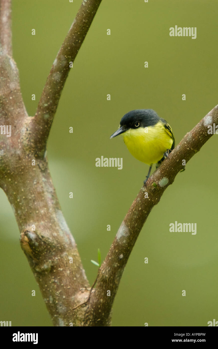 Costa rica yellow flycatcher hi-res stock photography and images - Alamy