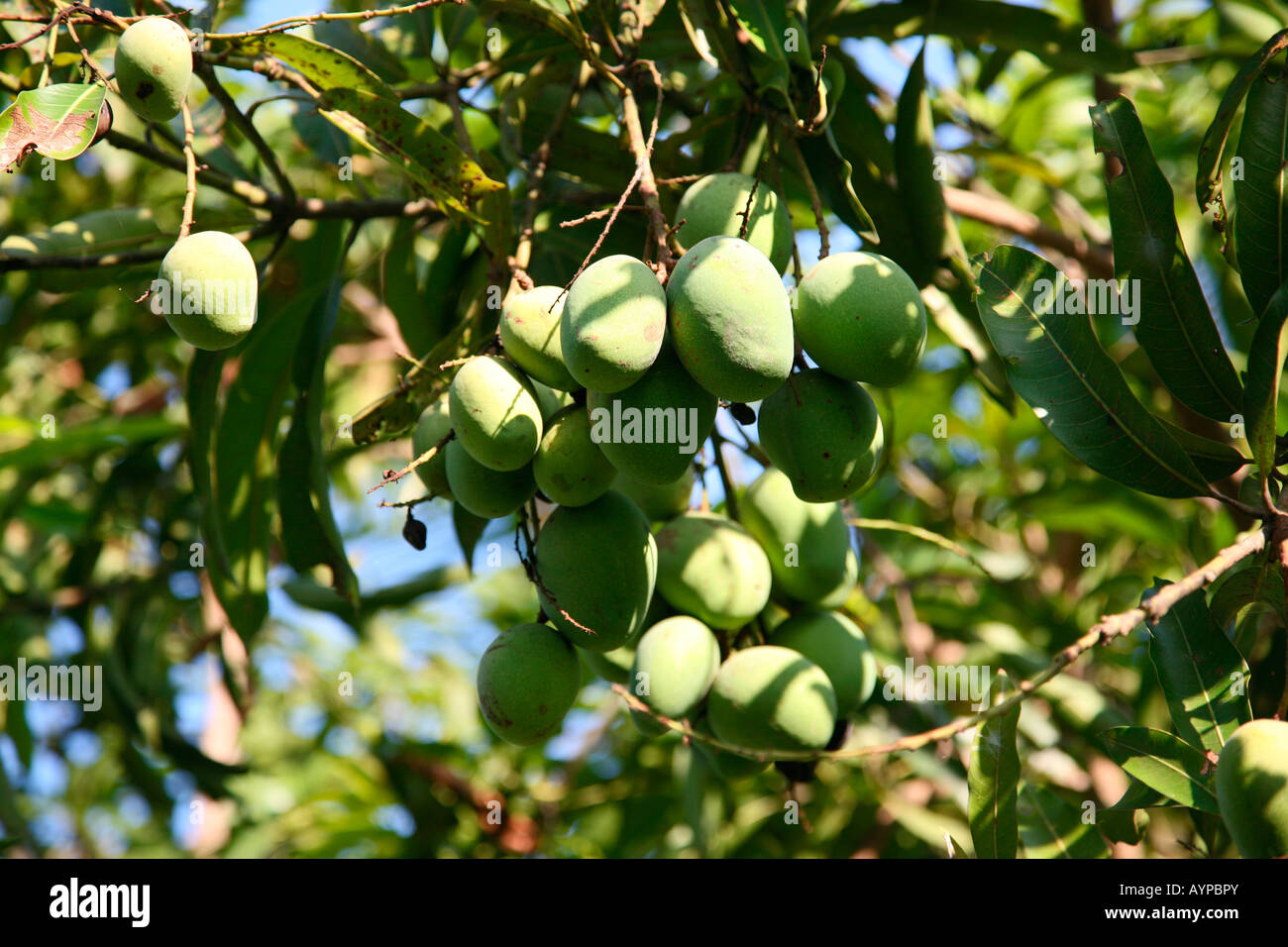 India mango tree hi-res stock photography and images - Alamy