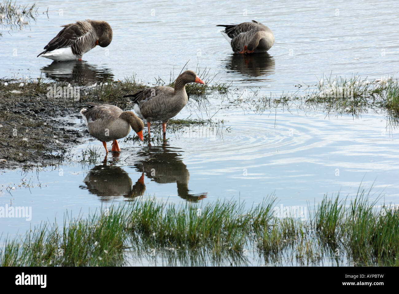 goose geese oca comune Anser anser anserifomi Anserinae bog pond palude ...