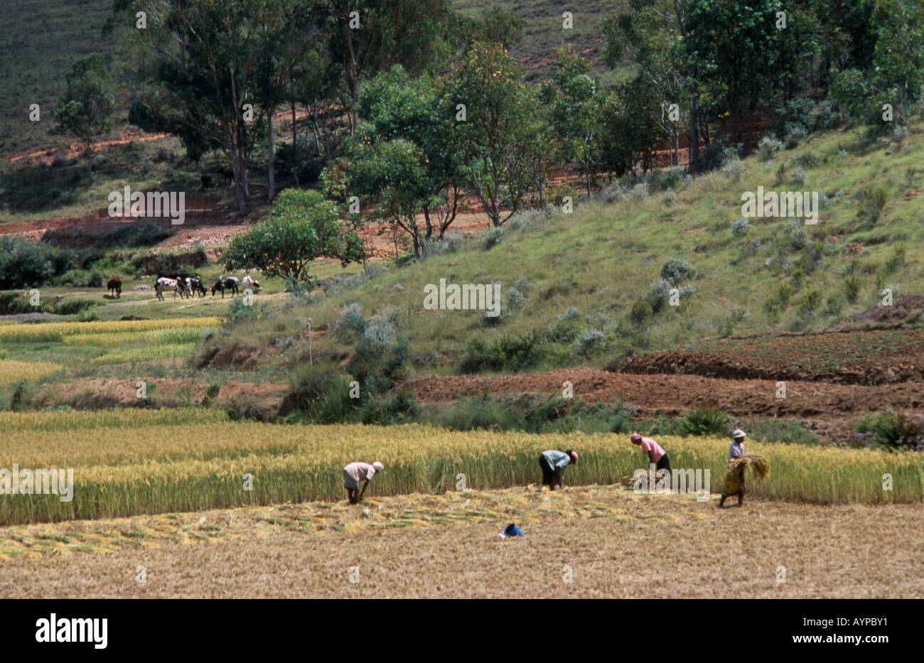 Madagascaran hi-res stock photography and images - Alamy