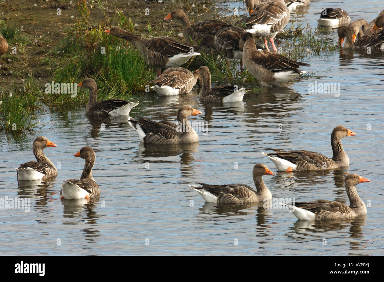 goose geese oca comune Anser anser anserifomi Anserinae bog pond palude ...