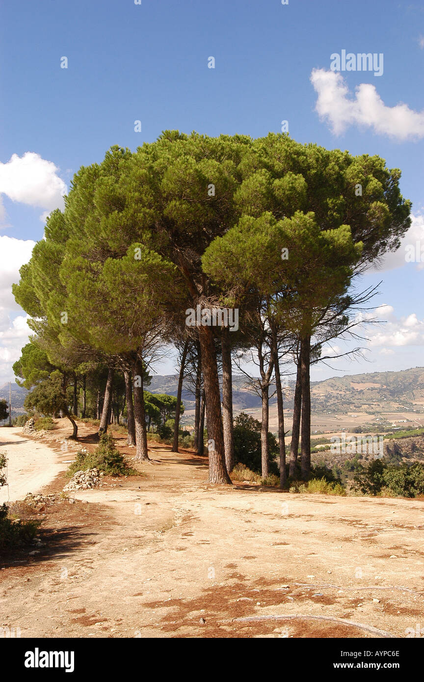 The famous pine trees hi-res stock photography and images - Alamy