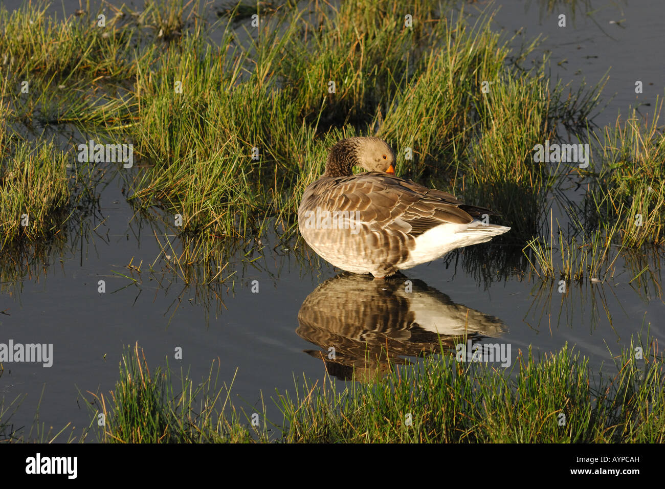 goose geese oca comune Anser anser anserifomi Anserinae bog pond palude ...