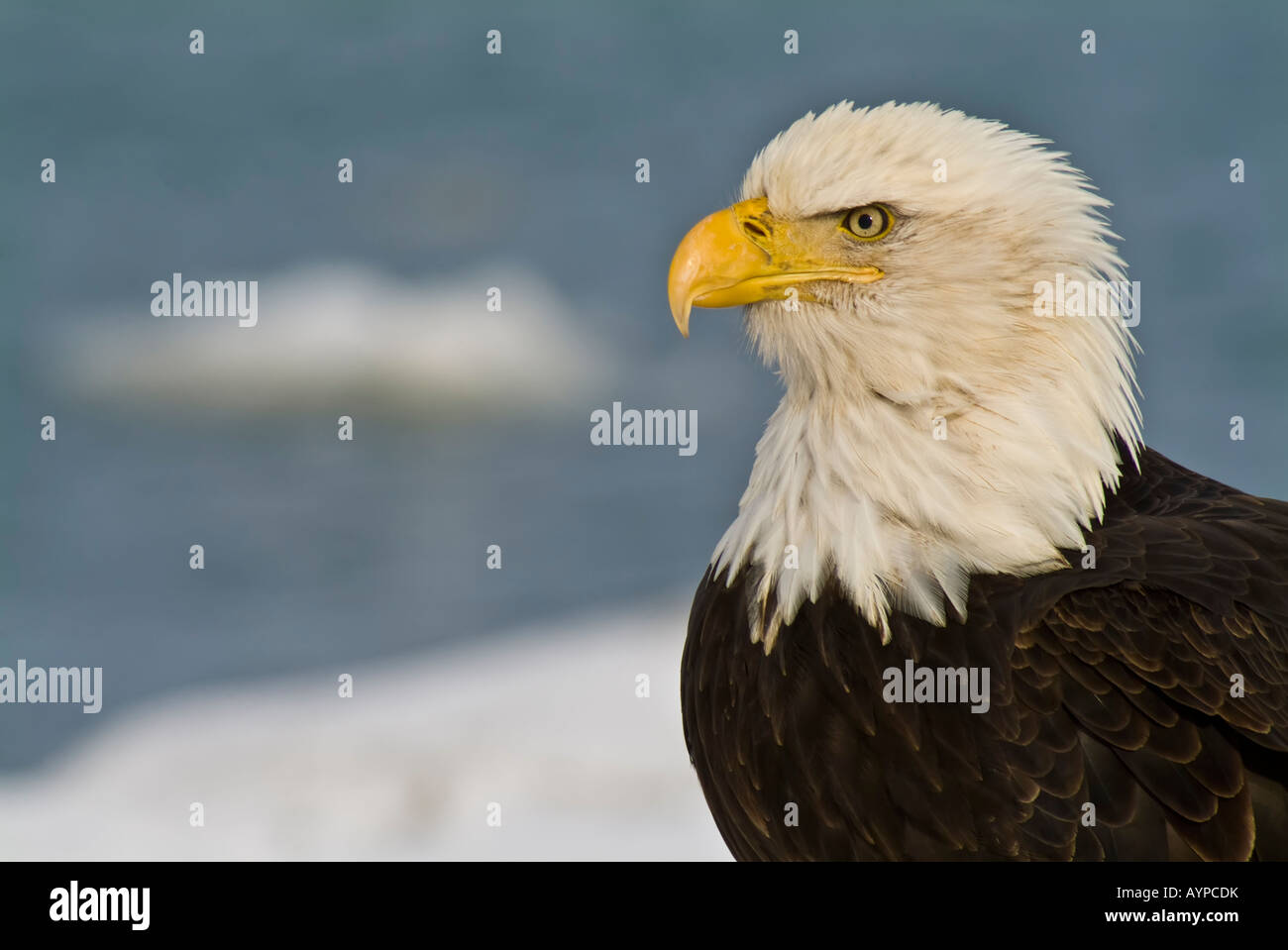 Bald eagle, Haliaeetus leucocephalus, Homer Spit, Homer, Alaska, USA ...