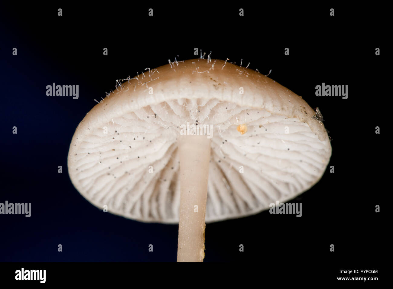 Parasitised hi-res stock photography and images - Alamy