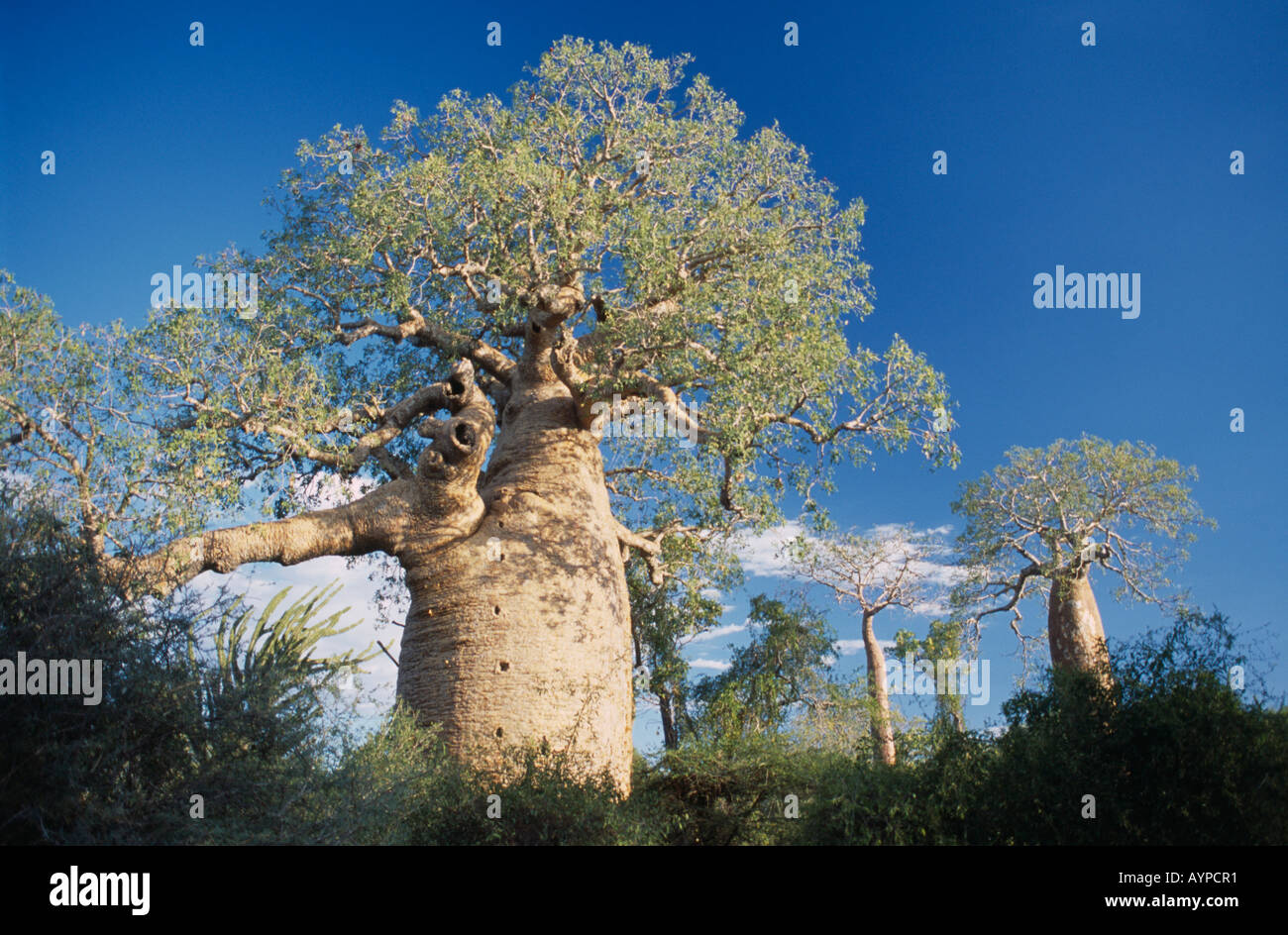 MADAGASCAR East Africa Tulear Landscape Baobab Trees Adansonia or ...