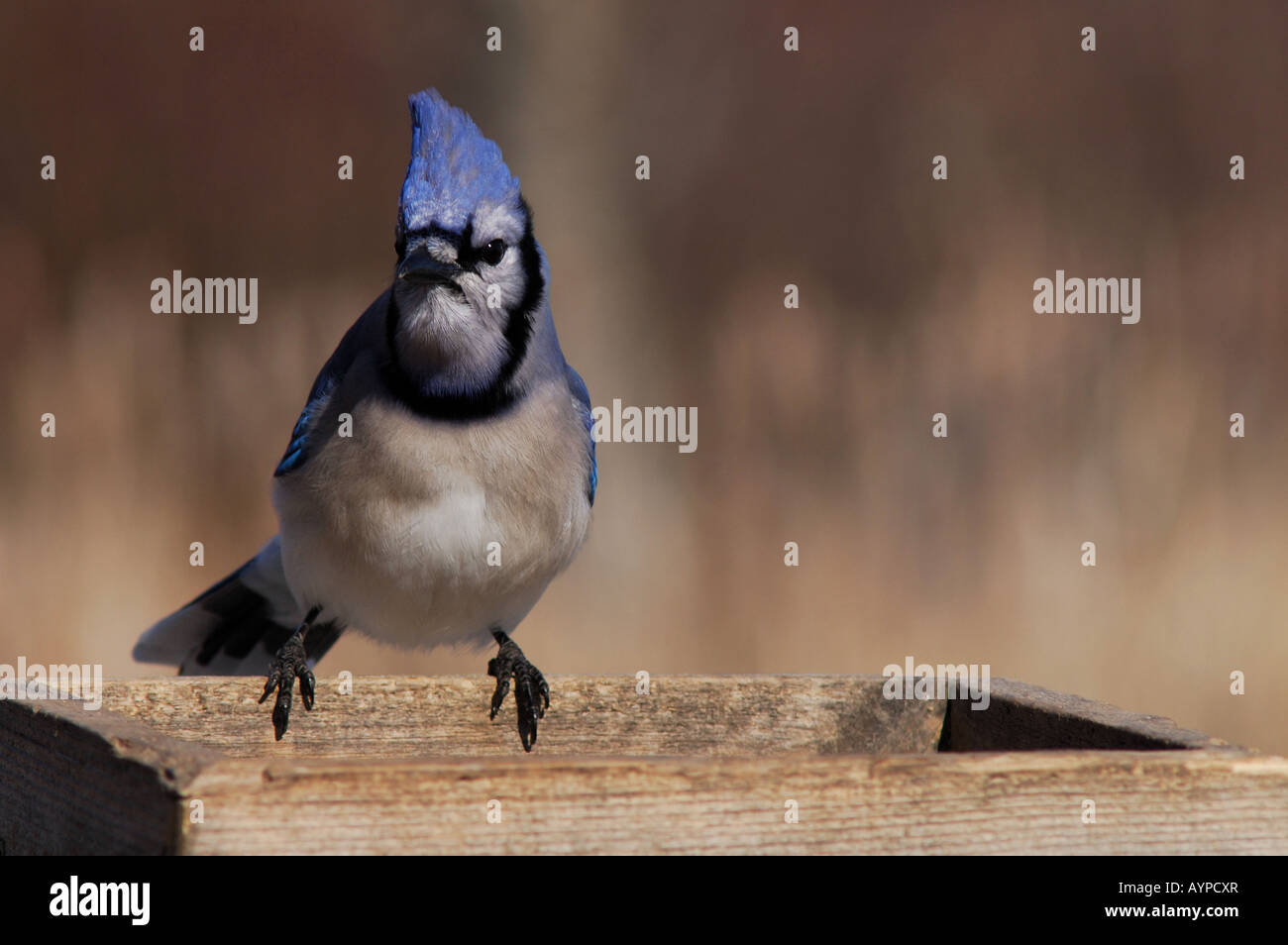 Blue jay tail hi-res stock photography and images - Alamy