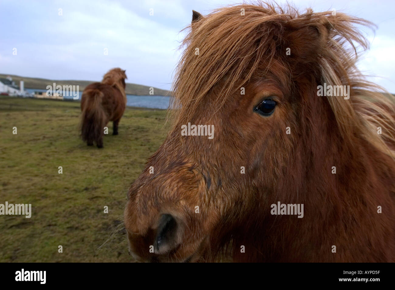 SHETLAND PONY, Shetland Islands, Scotland UK Stock Photo - Alamy