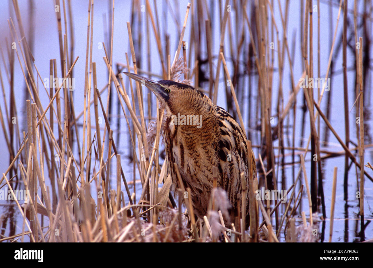 Booming bittern hi-res stock photography and images - Alamy