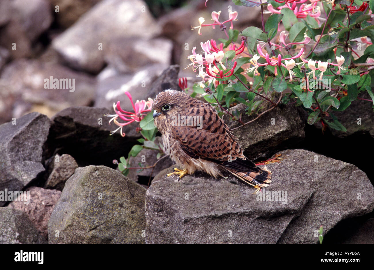 KESTREL FLEDGLING FALCO TINNUNCULUS ENGLAND UK Stock Photo - Alamy