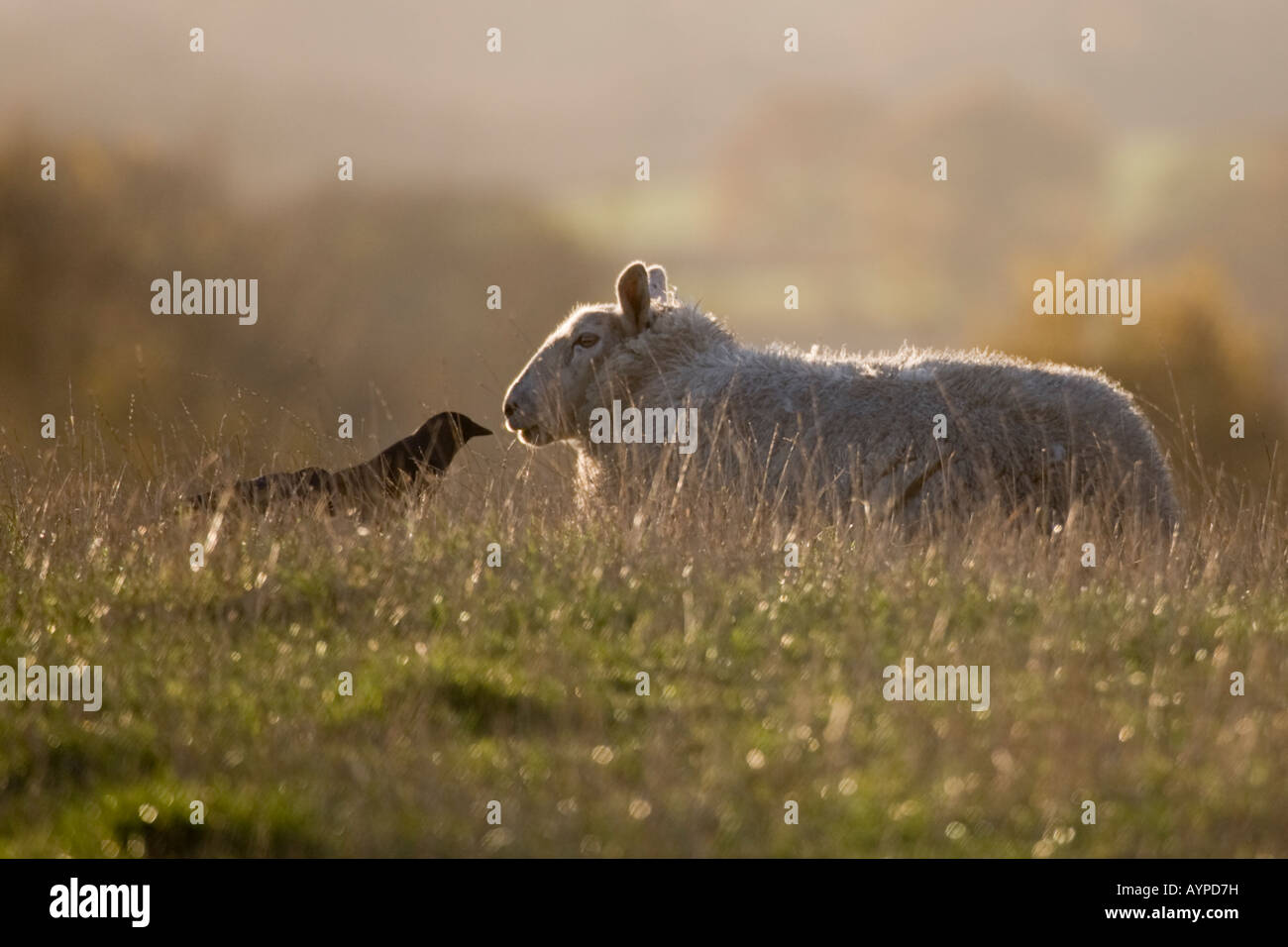 Jackdaws and sheep hi-res stock photography and images - Alamy