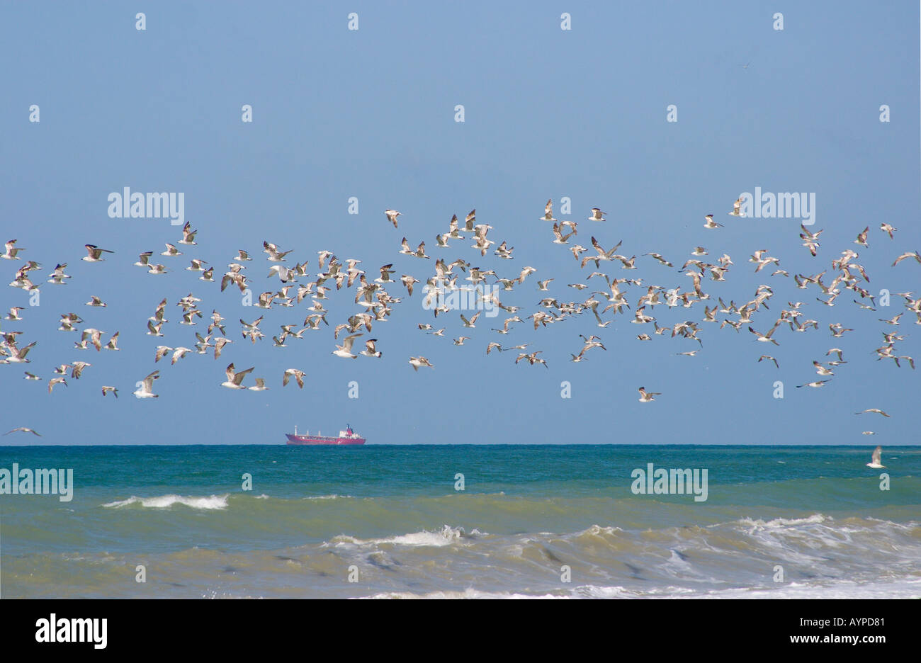 Flock seagulls flying above sea hi-res stock photography and images - Alamy