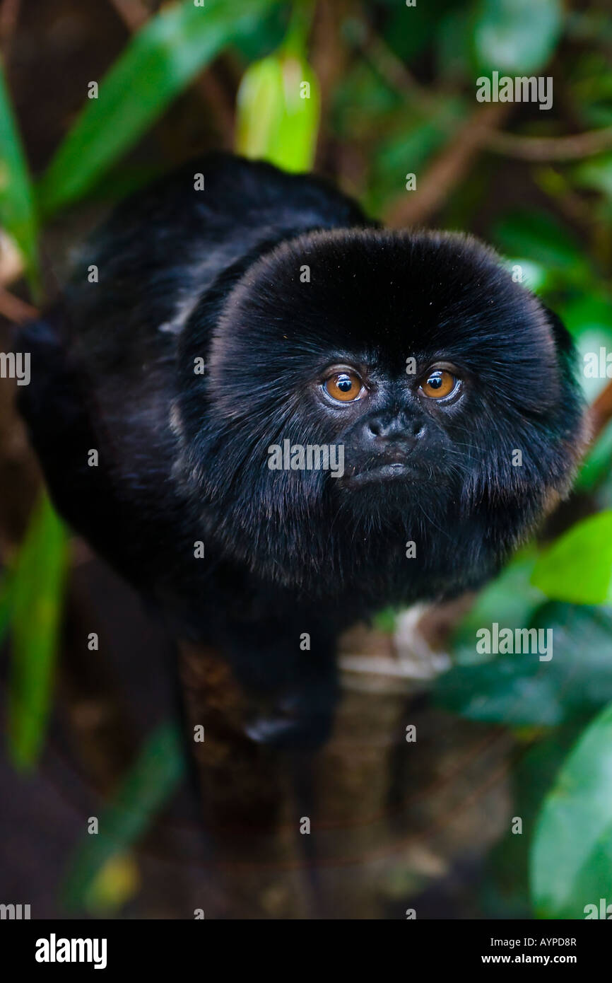 goeldis monkey Callimico goeldii primate South American Stock Photo - Alamy