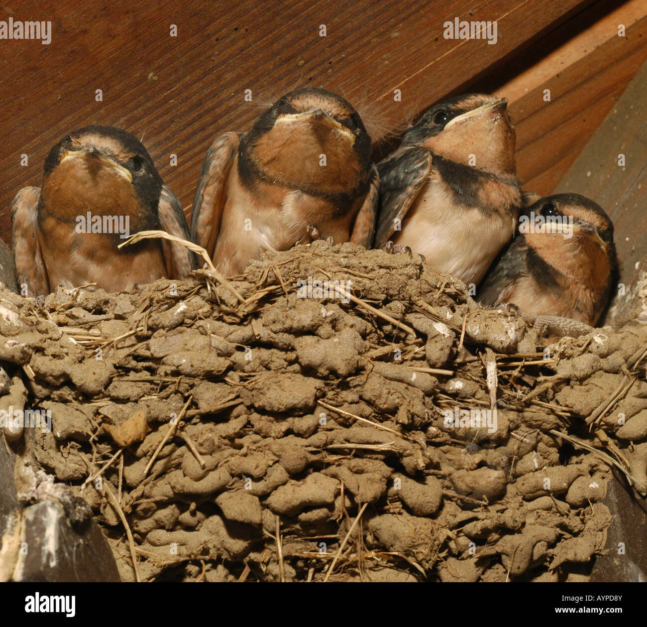 Barn swallow nesting hi-res stock photography and images - Alamy