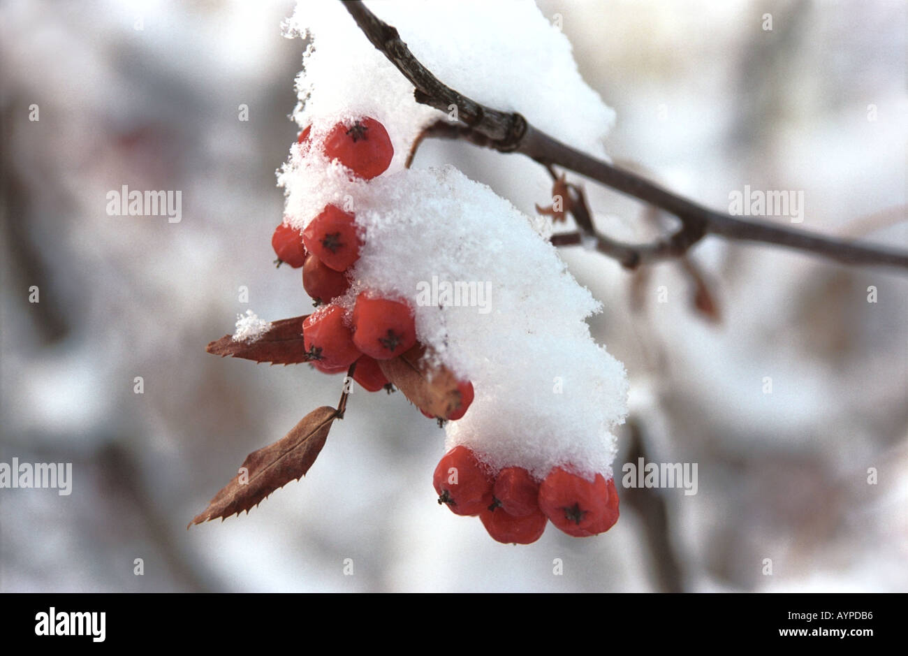 Mountain ash bunch covered with snow Altai Siberia Russia Stock Photo ...