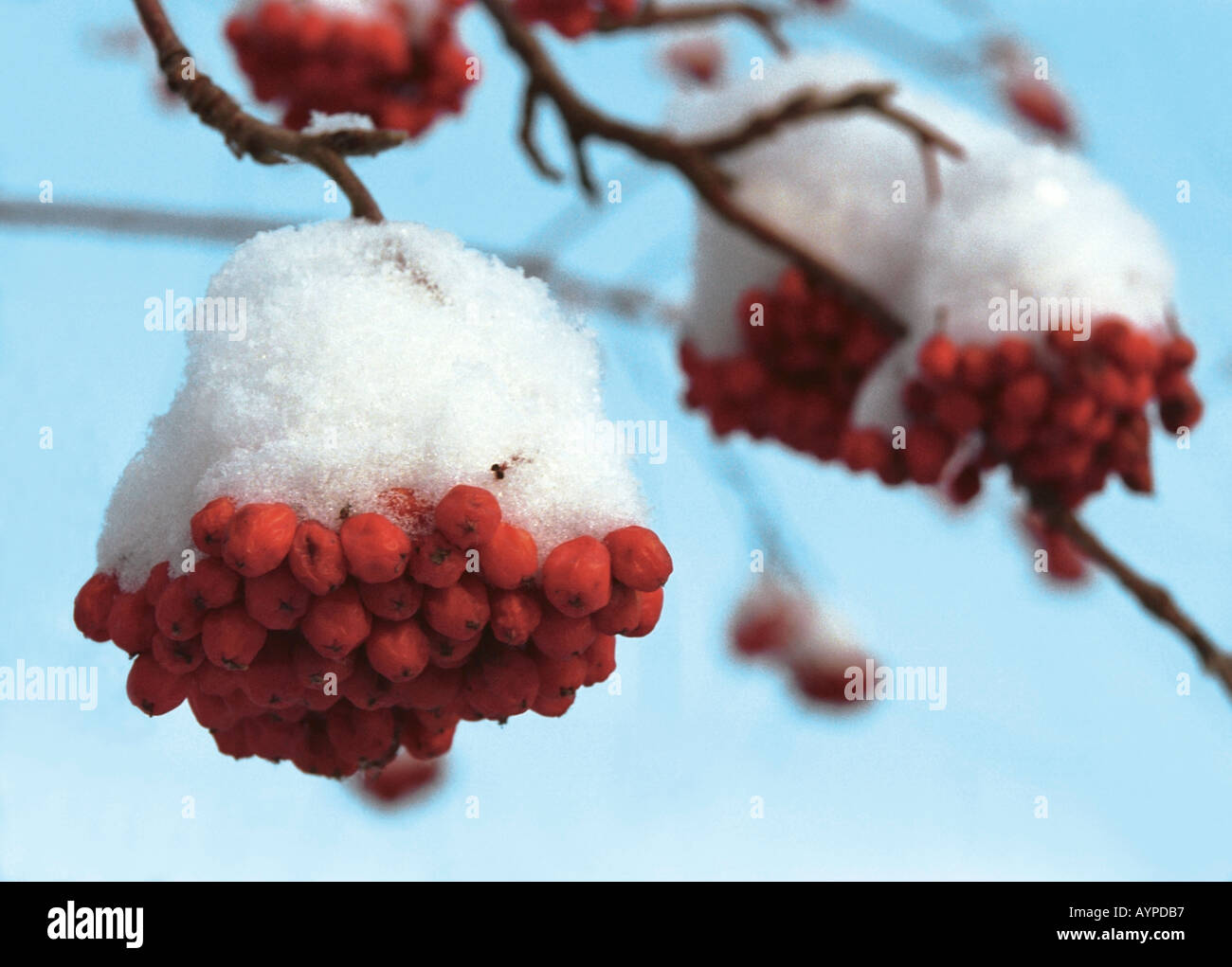 Mountain ash bunch covered with snow Altai Siberia Russia Stock Photo ...