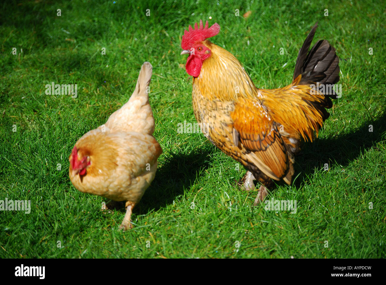 Free roaming Cochin Bantam Cockeral and hen on farm, Suffolk, England ...