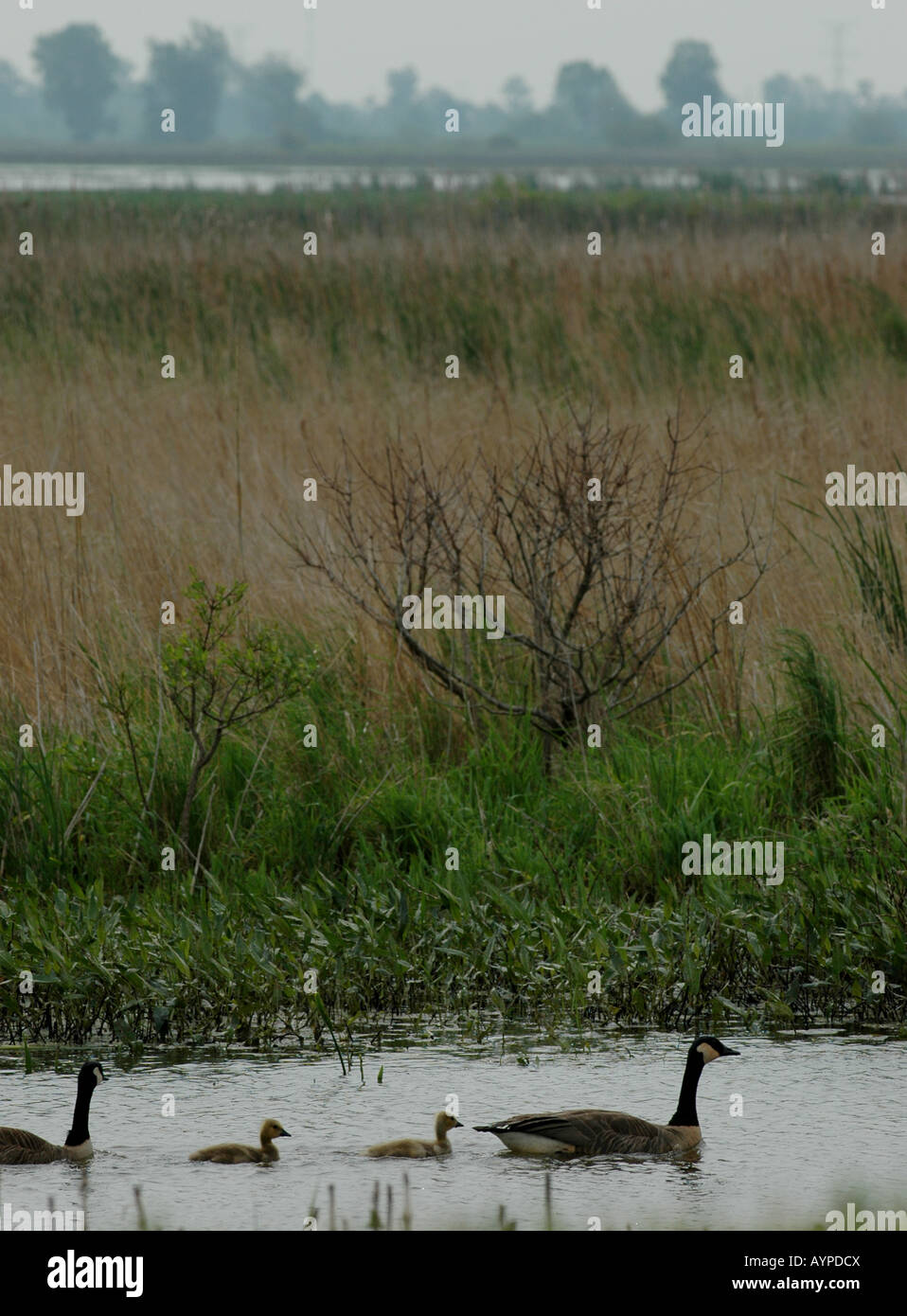 Canada goose family magee marsh ohio Stock Photo - Alamy
