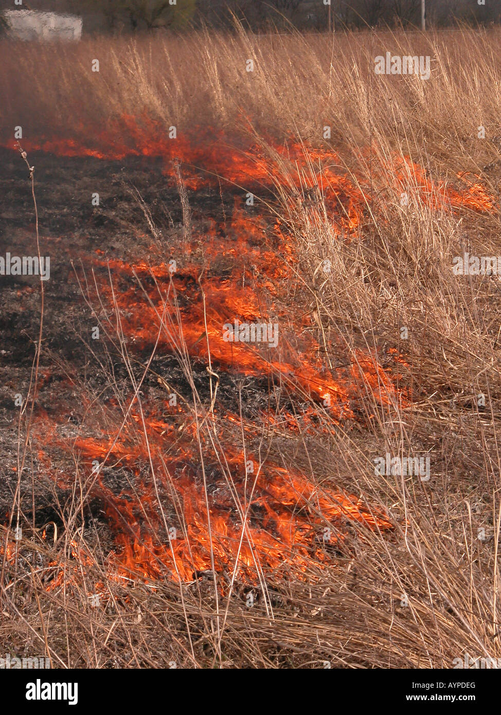 controlled prairie burn prescribed maintenance restoration flames fire ...