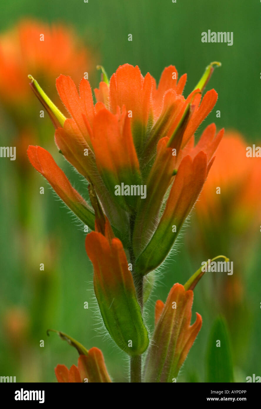 Indian paintbrush hi-res stock photography and images - Alamy