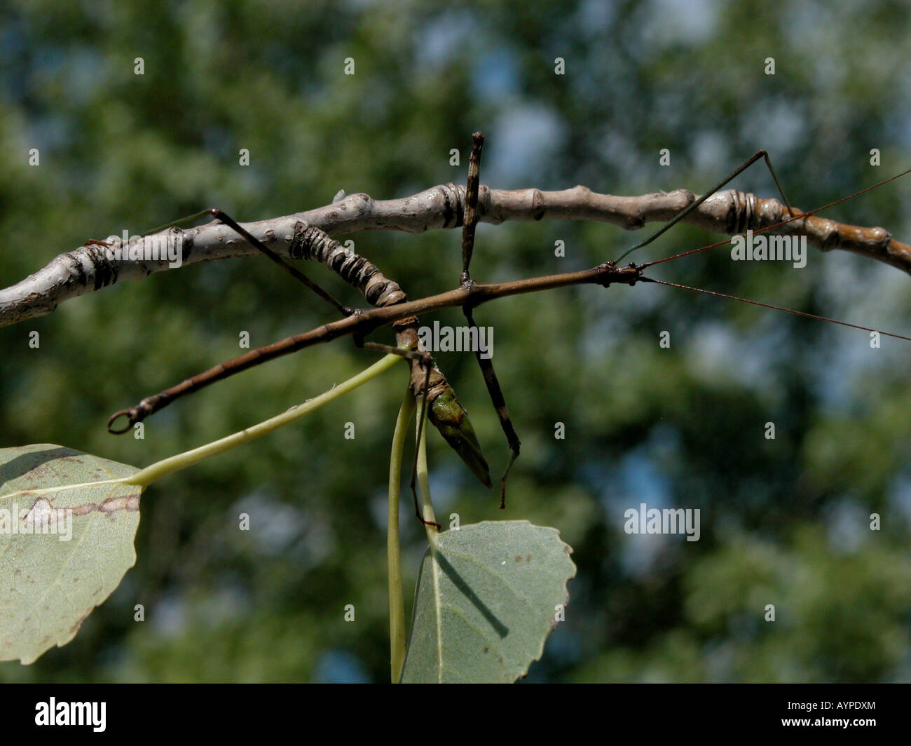 Insect camouflage hi-res stock photography and images - Alamy