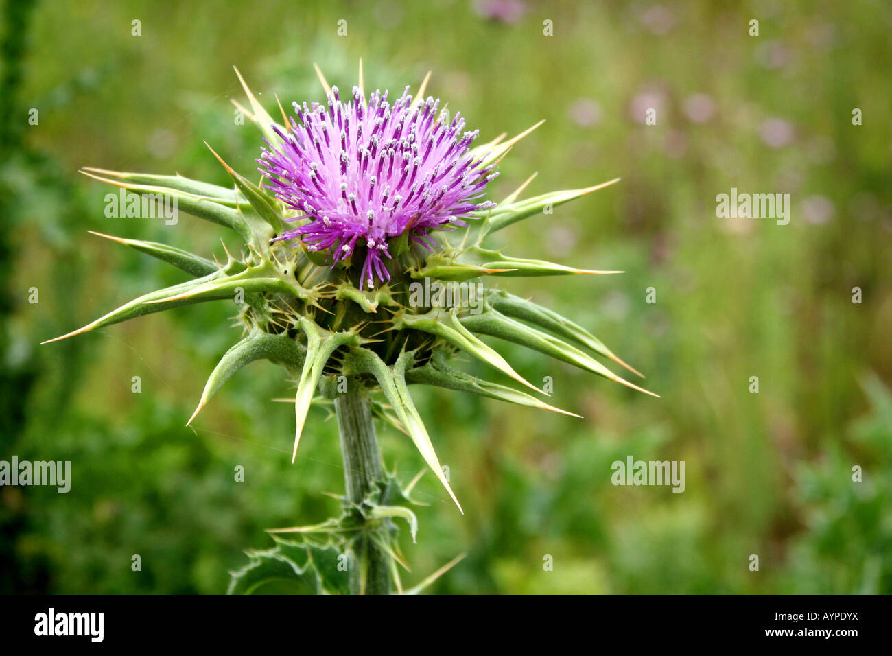 Cardoon Cynara field Stock Photo - Alamy