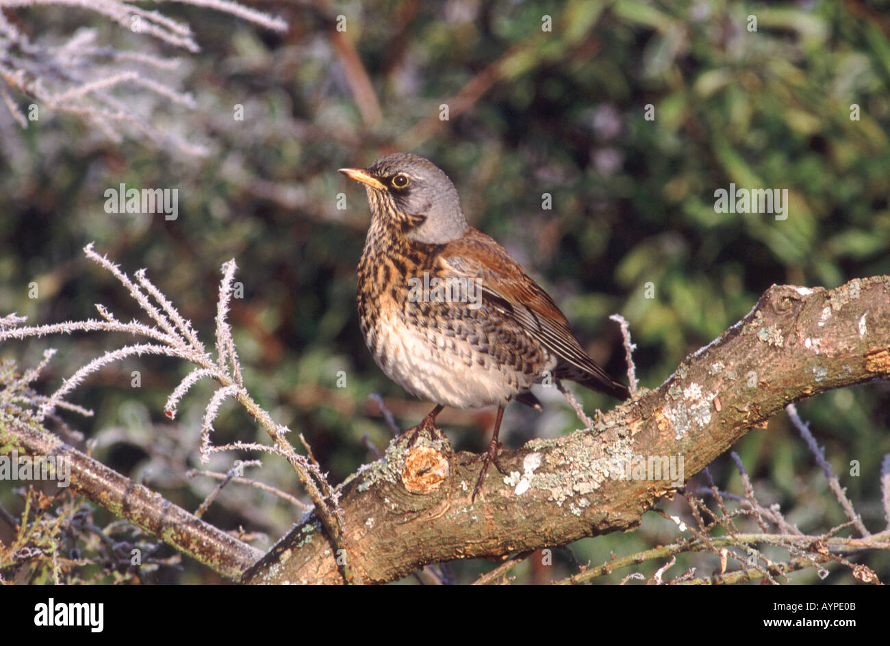 FIELDFARE. TURDUS PILARIS. ENGLAND. UK Stock Photo - Alamy