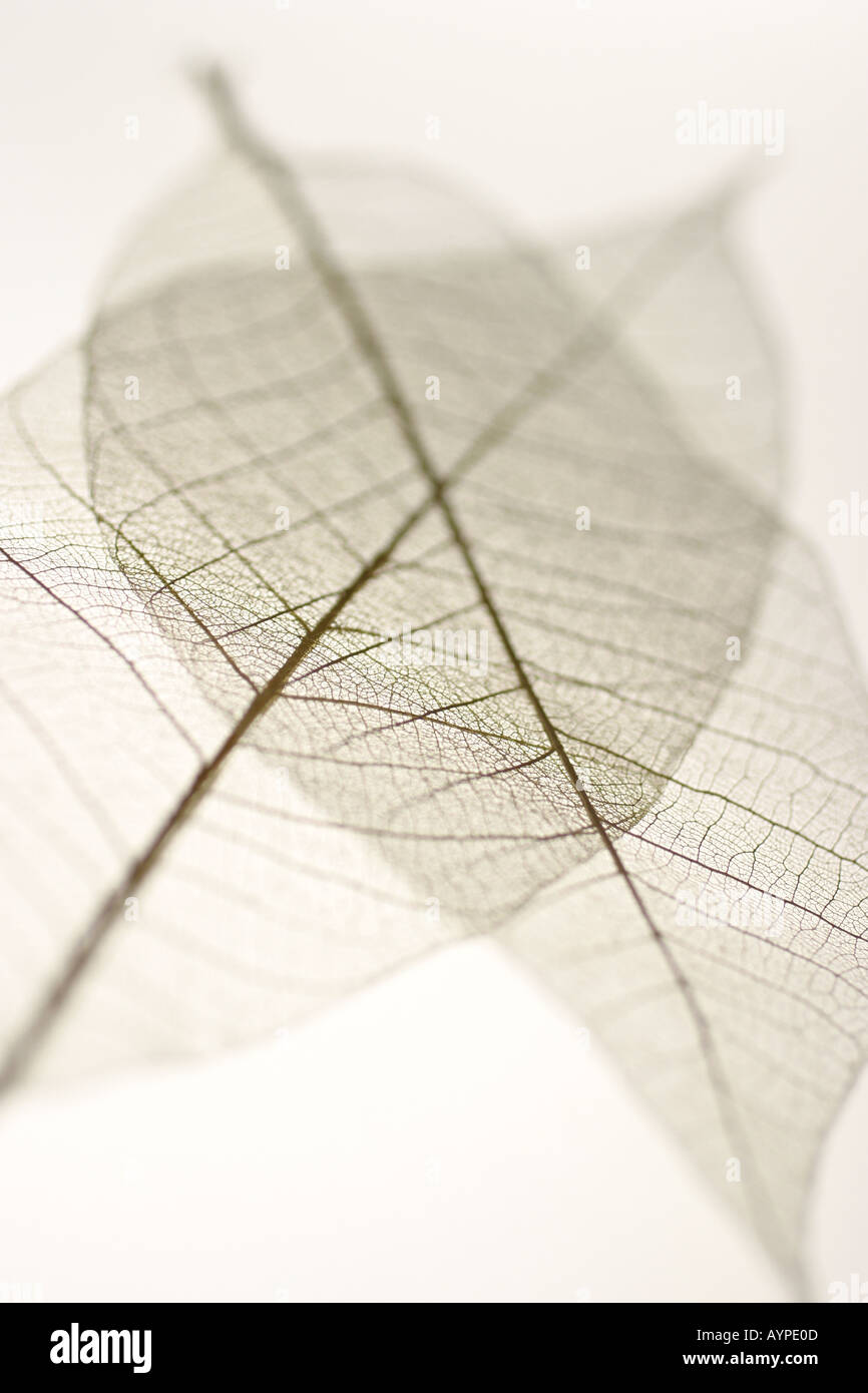 Dry Pressed Leaves Stock Photo - Alamy