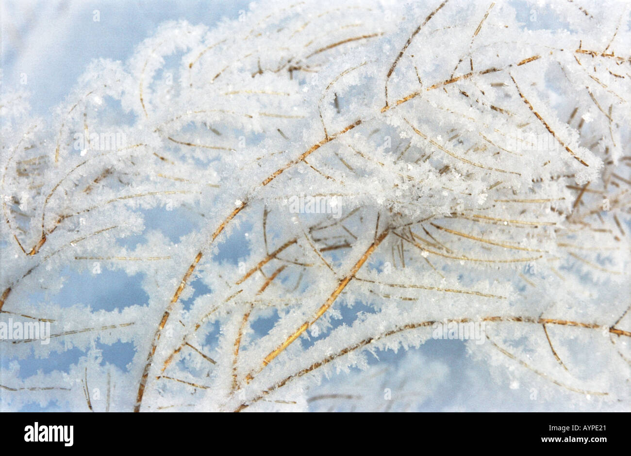 Blade of grass covered with hoarfrost Altai Siberia Russia Stock Photo ...