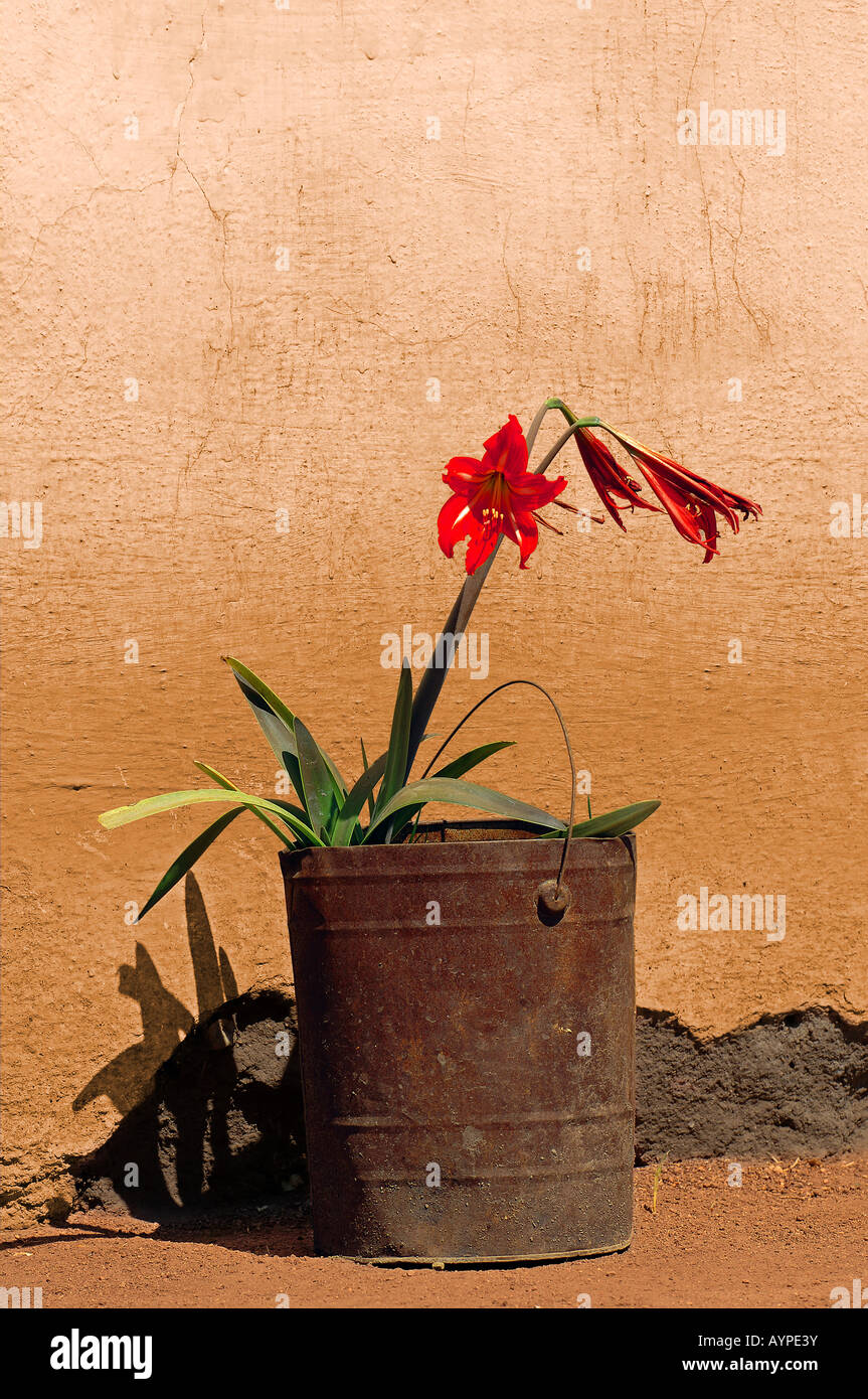 gavel with flowers Stock Photo - Alamy